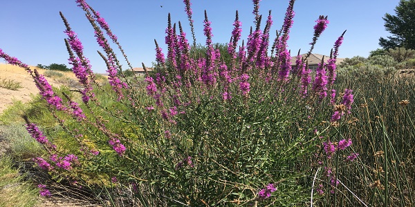 Noxious Weeds